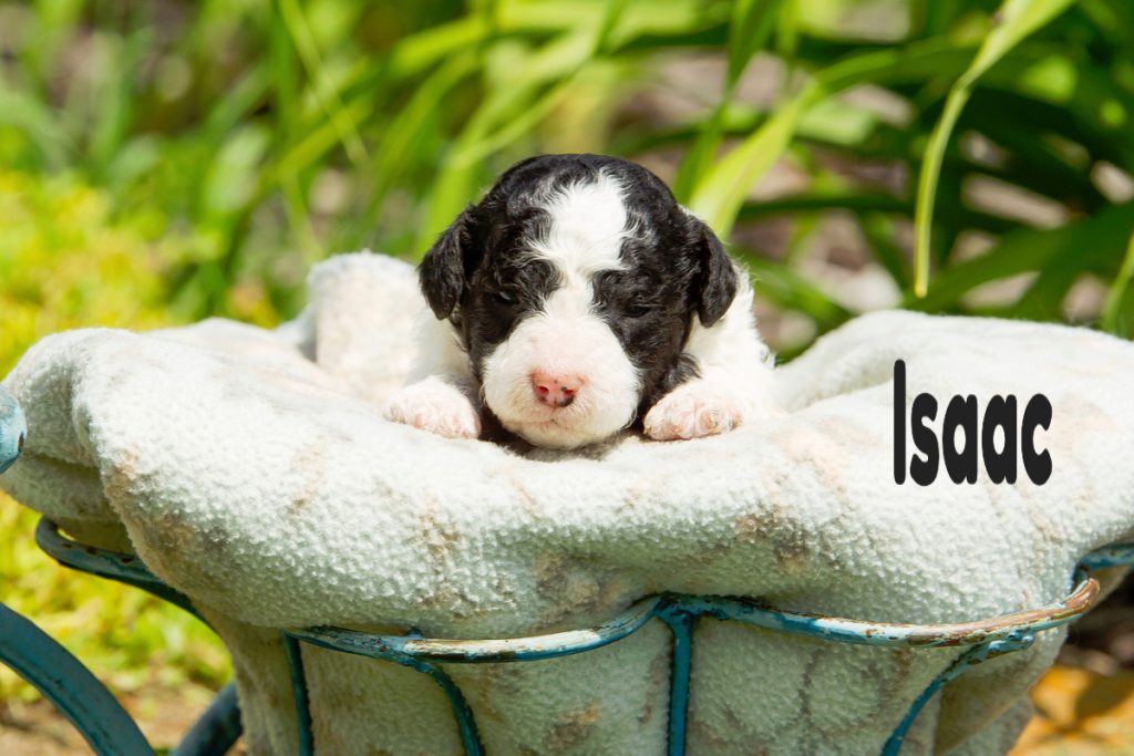 Current Puppies – More Pictures – gkpoodlesndoodles.com