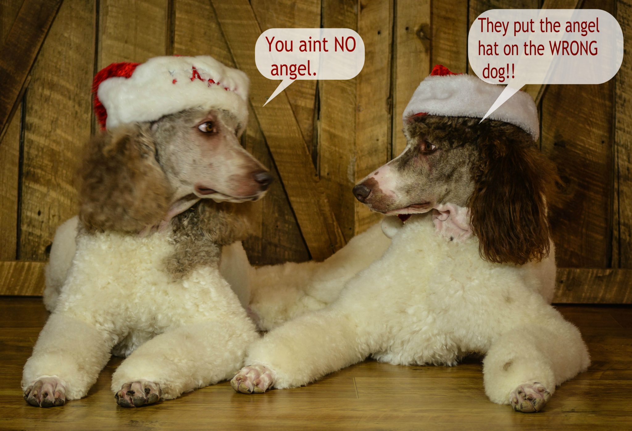 About – gkpoodlesndoodles.com