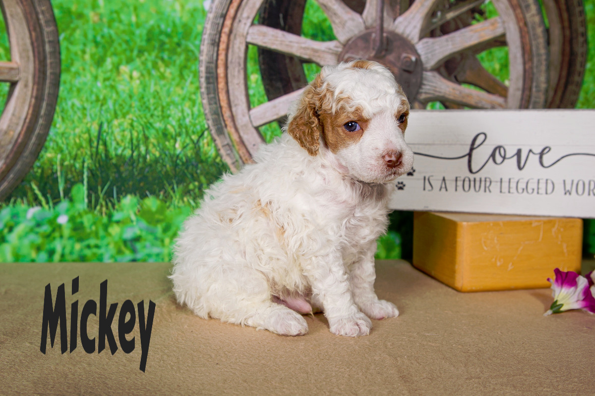 Puppies – 2023 – gkpoodlesndoodles.com