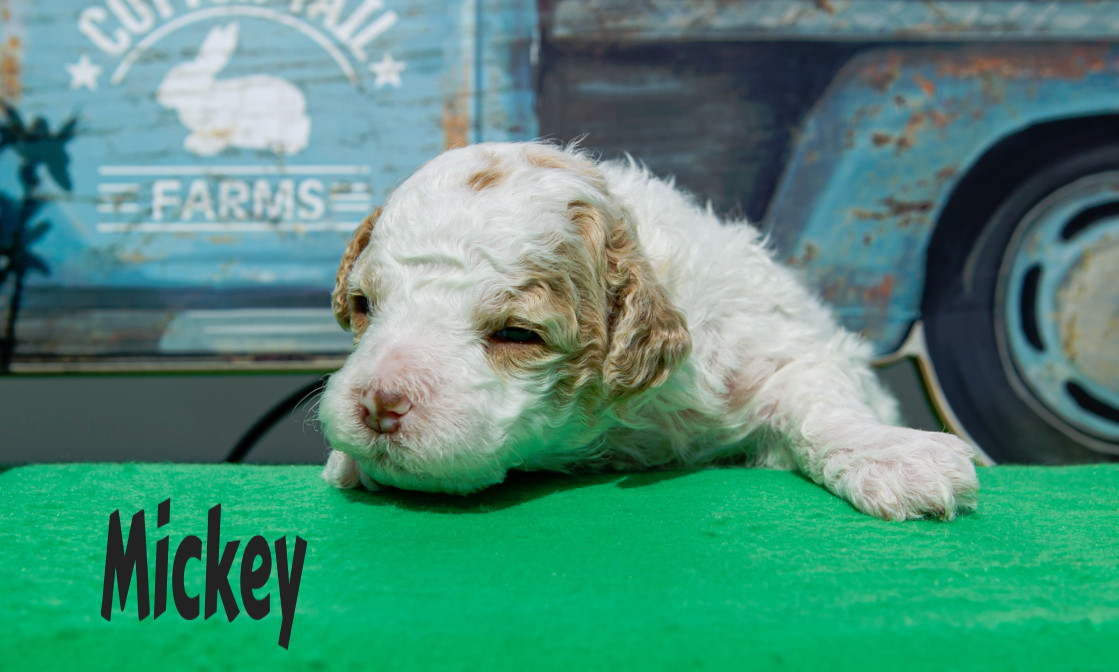 Puppies – 2023 – gkpoodlesndoodles.com