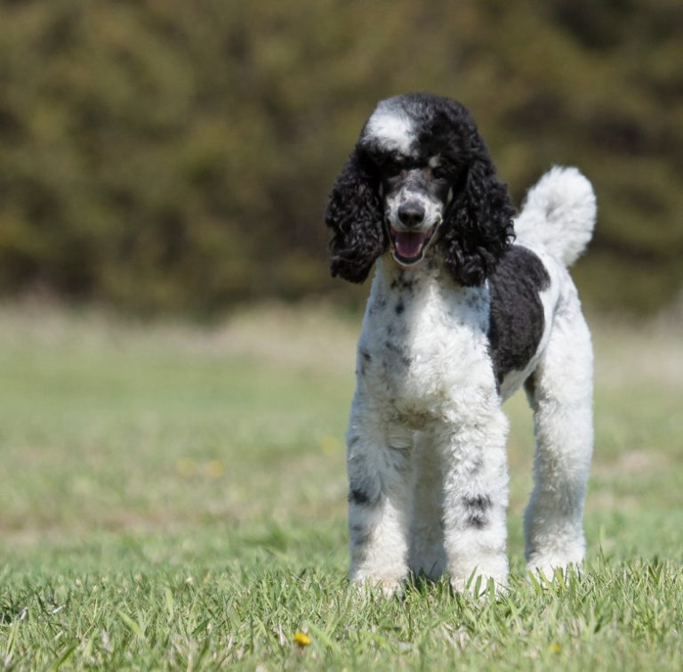 Meet the Parents – gkpoodlesndoodles.com