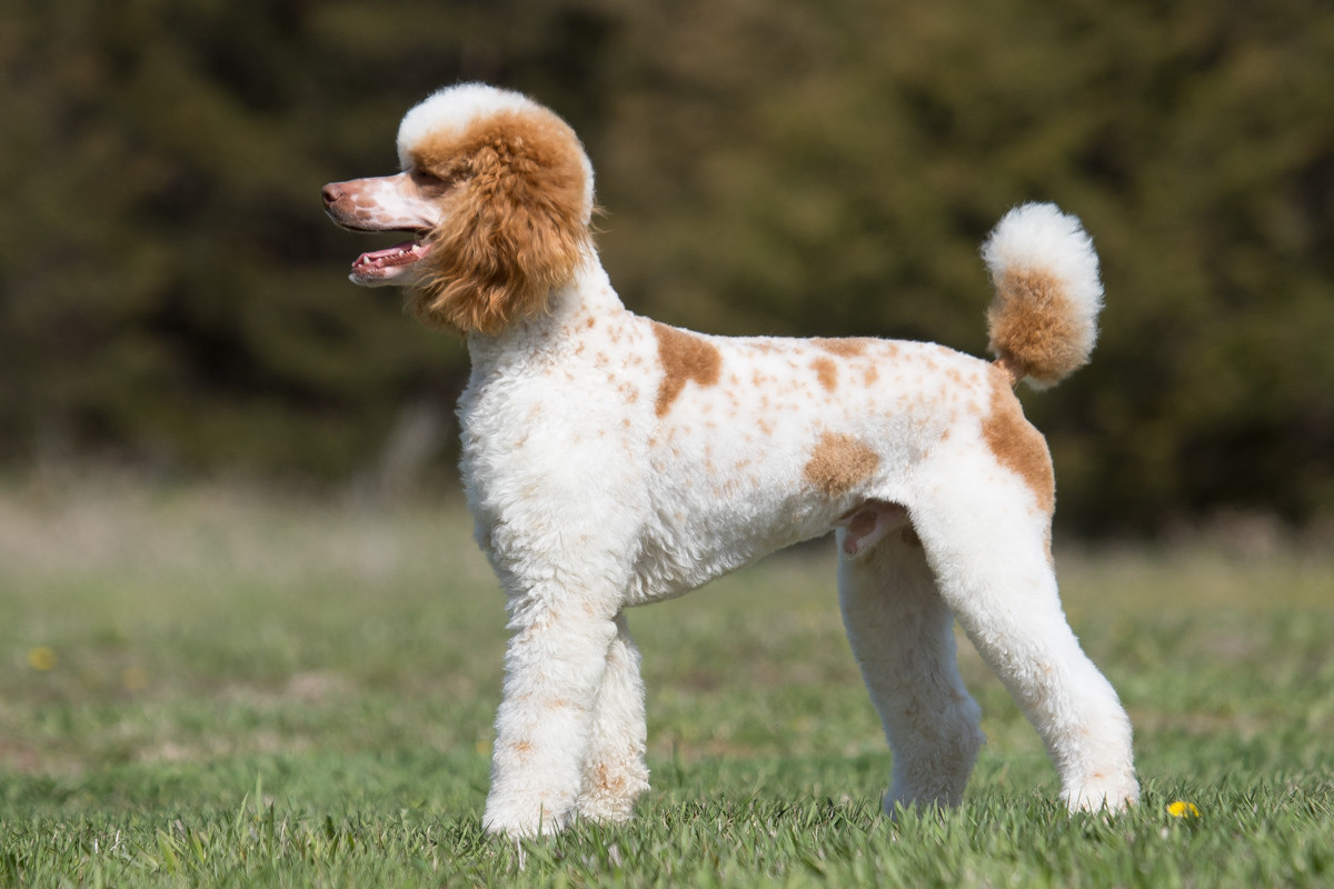 Meet the Parents – gkpoodlesndoodles.com