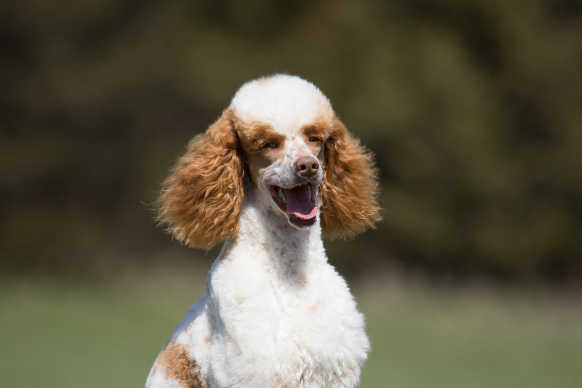 Meet the Parents – gkpoodlesndoodles.com