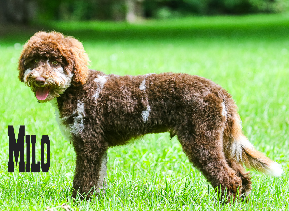 Meet the Parents – gkpoodlesndoodles.com